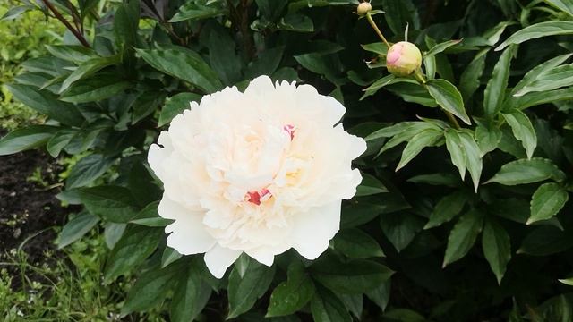 Пион "Памяти Гагарина"цветет, селекционер Краснова, июнь, Ленинградская область