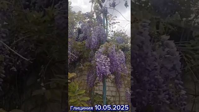 2025 май 25 Глициния  у друзей