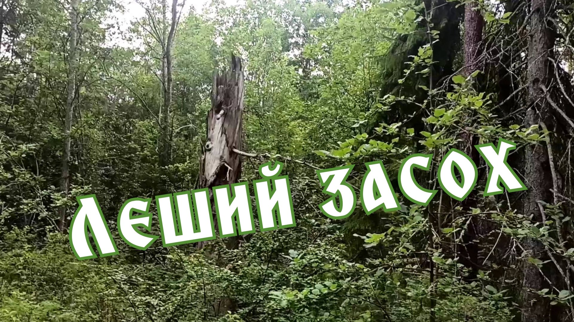 Леший засох