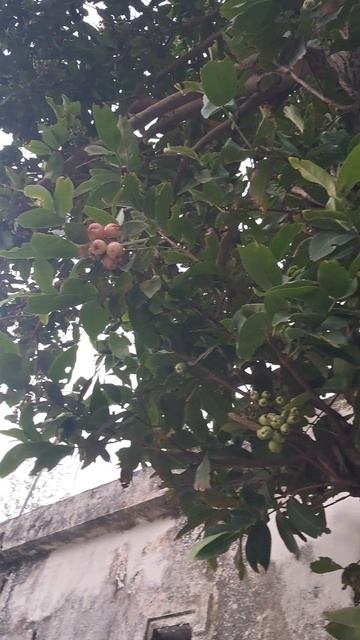 Экзотические фрукты у домов людей во Вьетнаме.