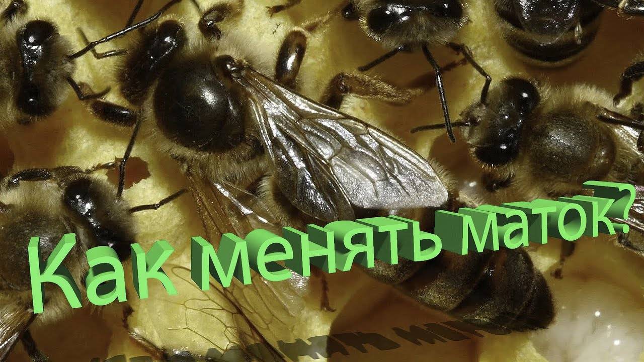 Секреты замены маток от профессора Кашковского