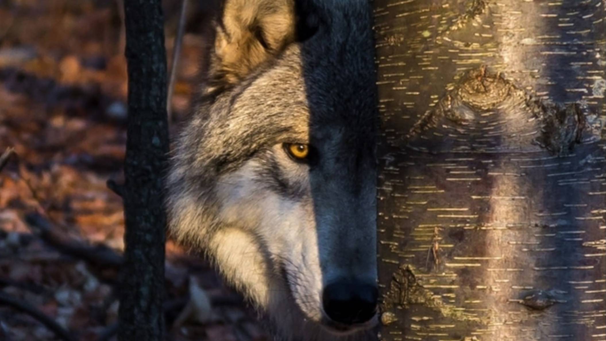 Что делать, если вдруг повстречал волка на лесной тропинке