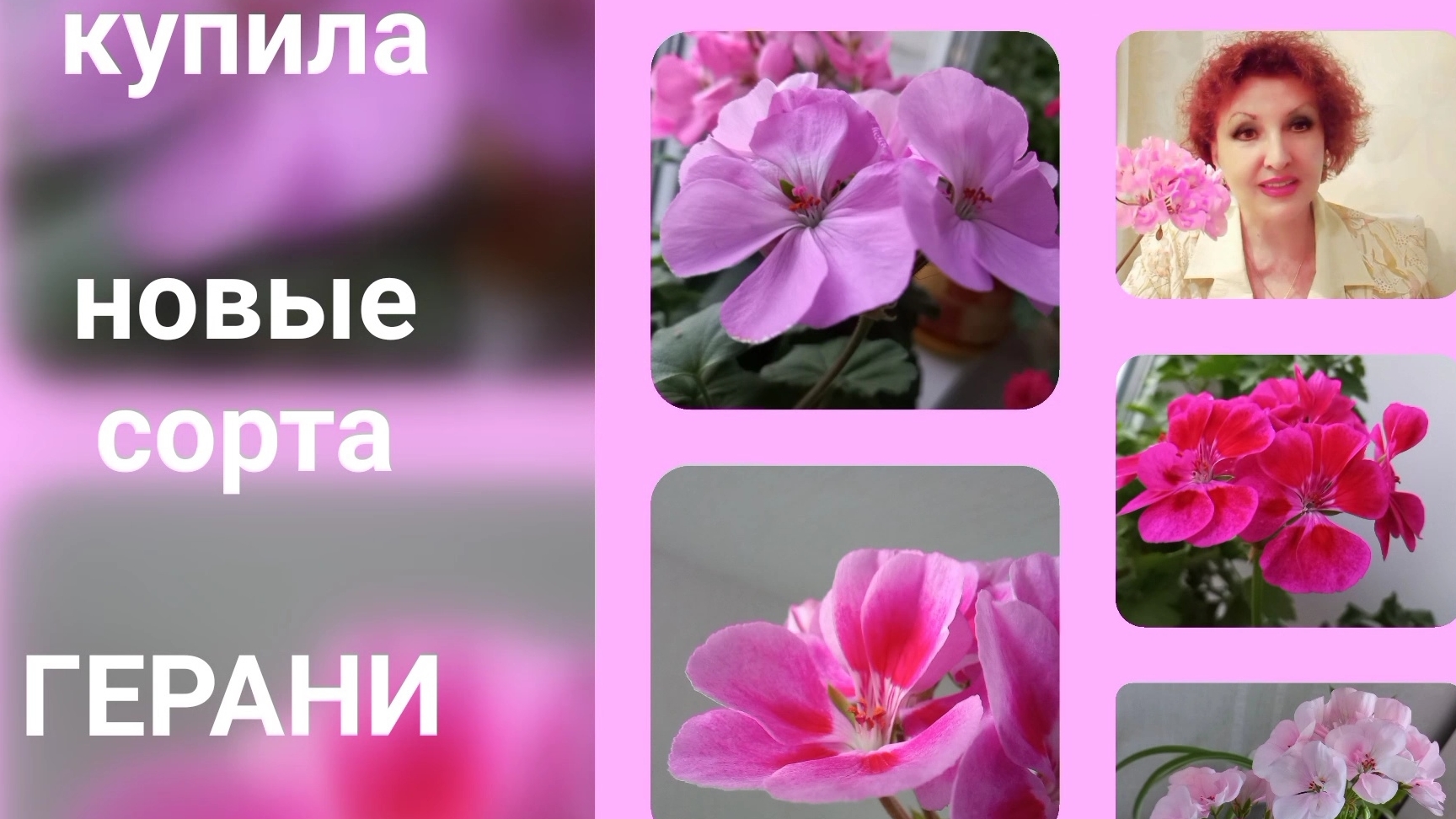 Пеларгонии. Изобилие красок и расцветок.