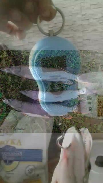 Сегодня с утра порыбачил на Кружки для ловли хищной рыбы🎣 Сработок было немного.