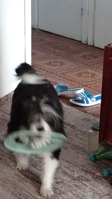 Игра в тарелку