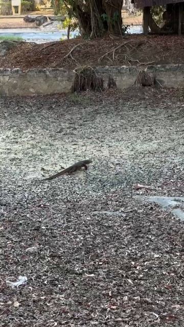 Мир животных на острове Лангкави-Малайзия #malaysia #langkawi #малайзия #лангкави