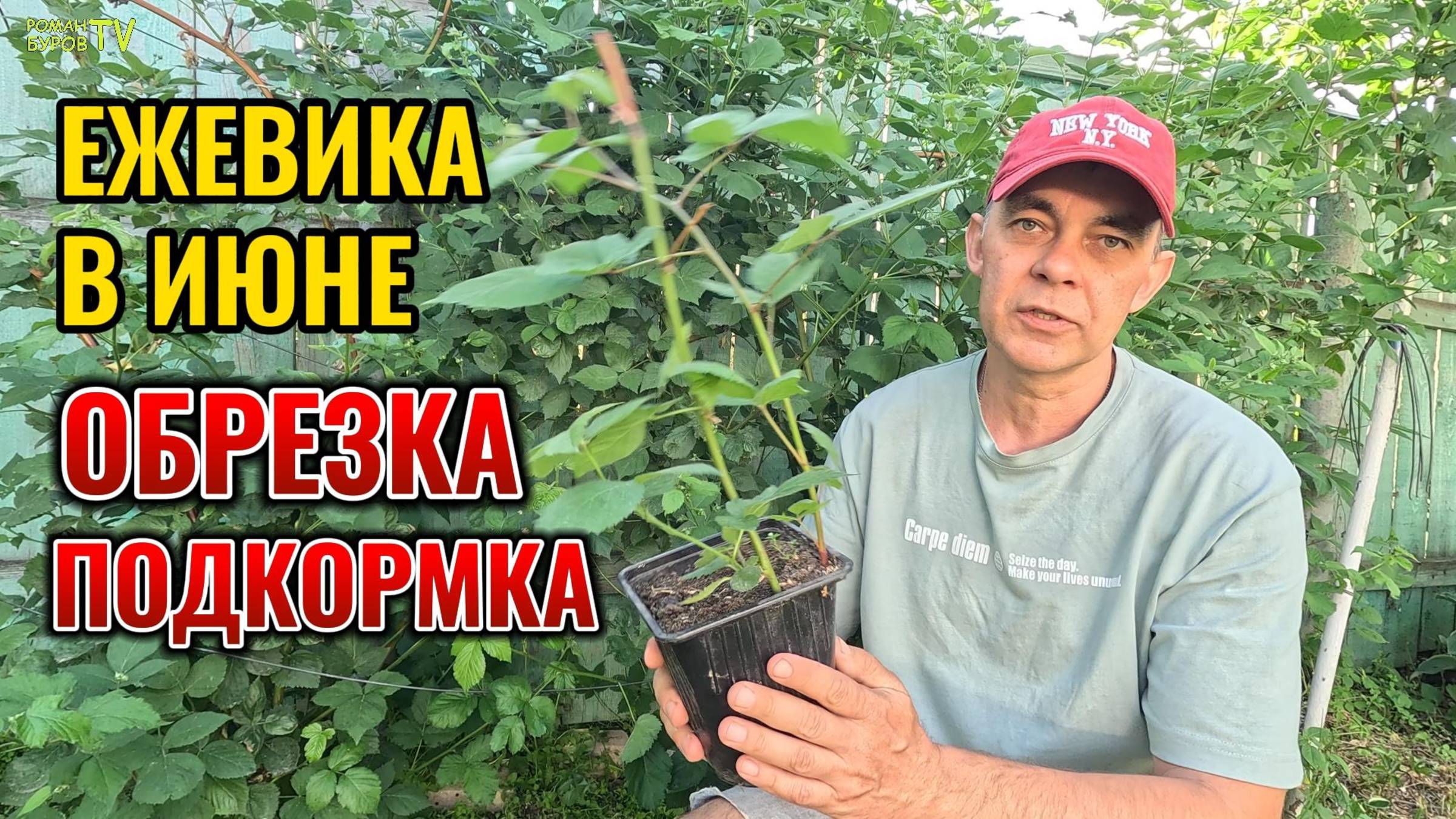 Ежевика завалит вас крупной ягодой: нужно сделать летнюю обрезку и подкормку 🍇