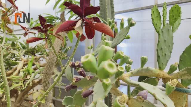 Ботанический сад в Балчике - 15 июня 2025 года