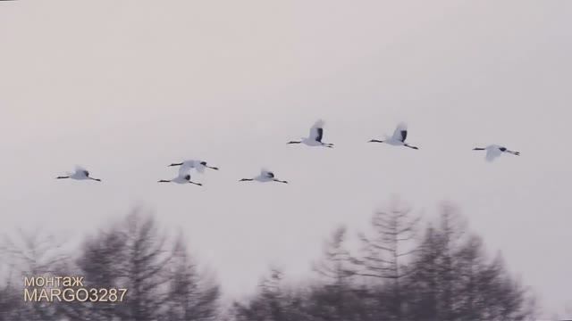 ЖУРАВЛИ-РУСЛАН АГОЕВ