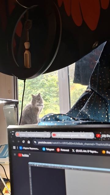 почкование котов