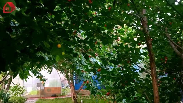 Прогулка по саду 12 06 24 Болтовлог. Жду совета по огурцам