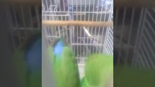 Дайте попугаям хлеба! _20250619_180822