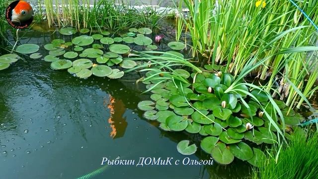 Мой пруд у дома на участке с карпами кои.