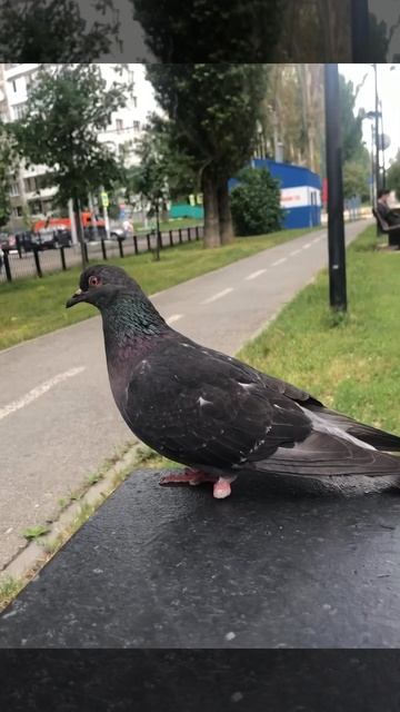 Голубка без ножки