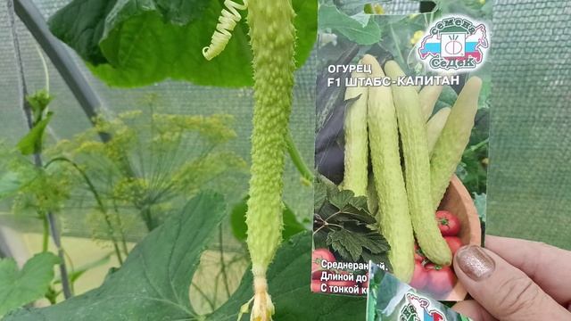 Мои длинноплодные огурцы: "Настоящий мужик F1" и "Штабс - капитан F1"