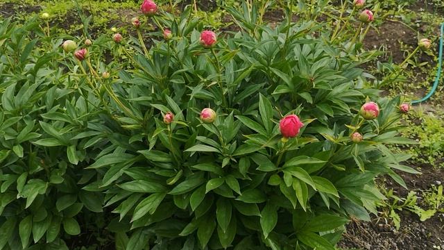 Ополовинили кусты под срезку, Ленинградская область