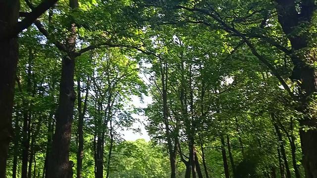 Утренний парк