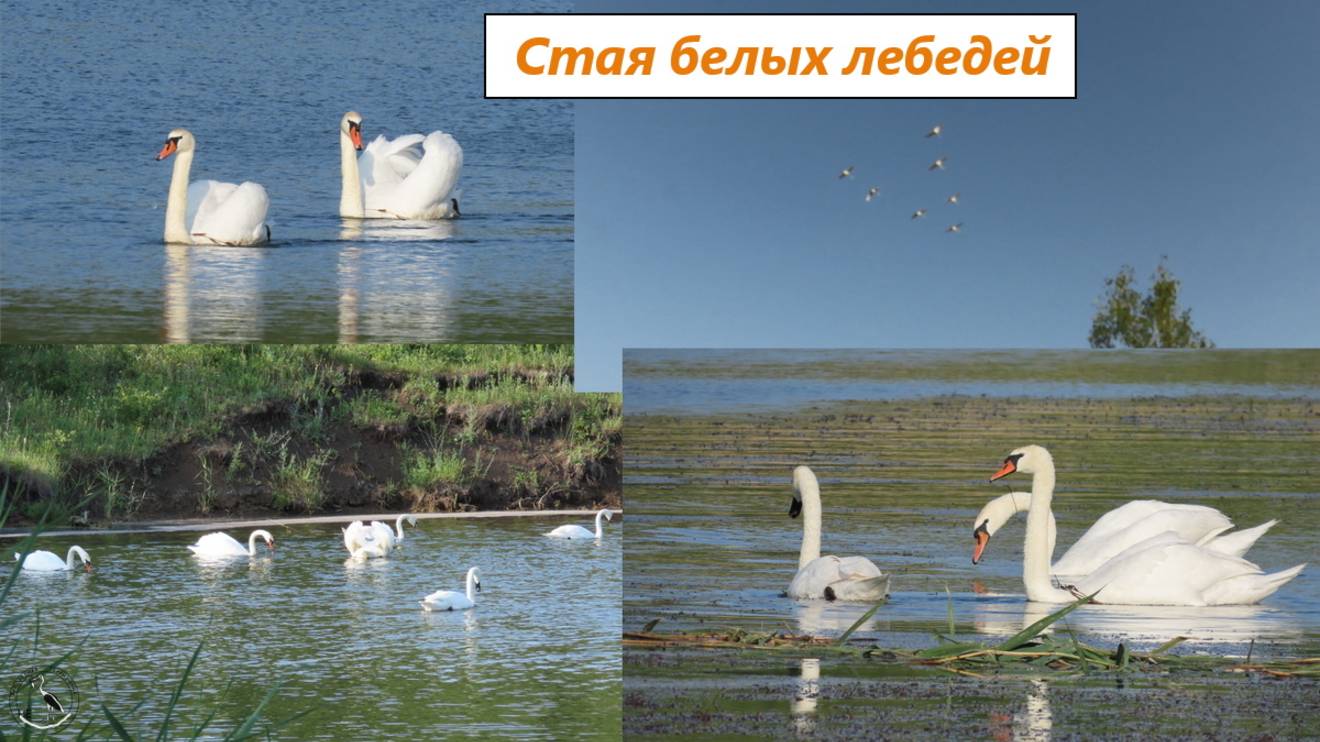 Стая молодых лебедей-шипунов прилетела, побыла и улетела. Июнь 2025