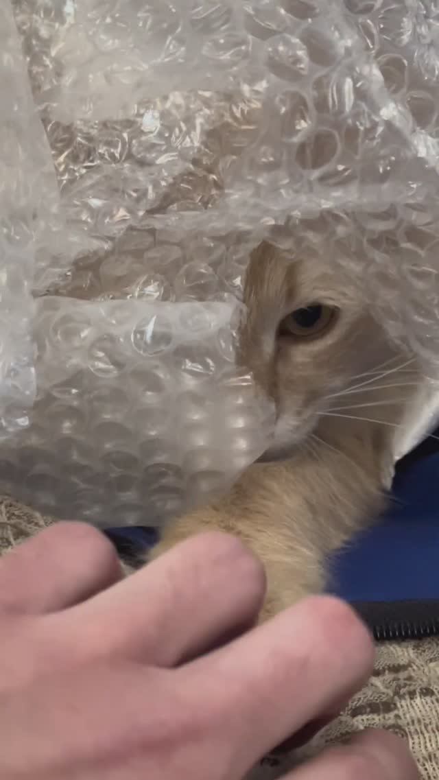 #кот и анбоксинг новинки P.S. Когда все на одной волне #игры #games #игрыиздерева #настольныеигры