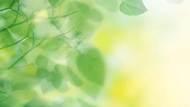 Лето, листья берёзы / фон футаж для текста