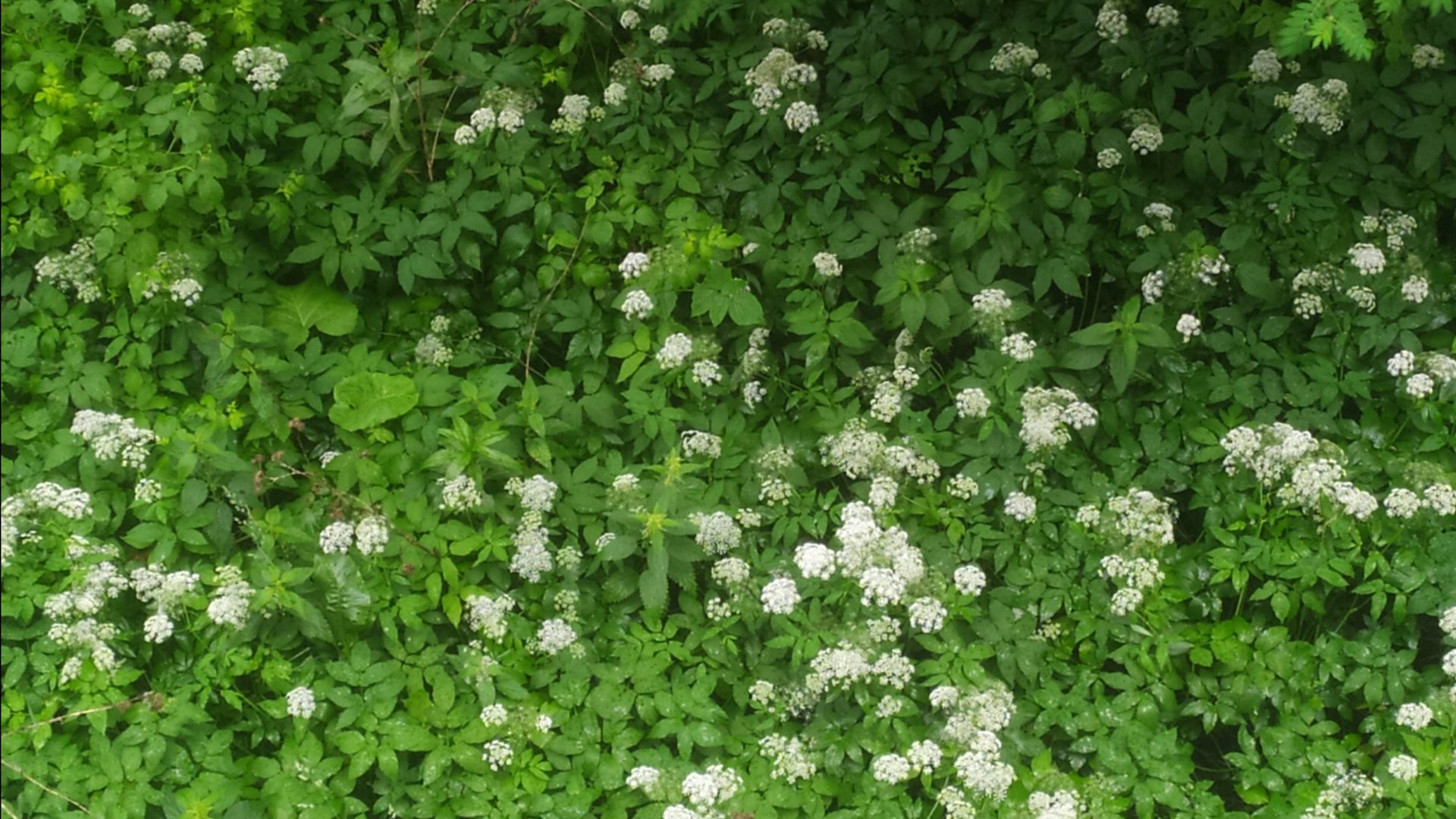 ЛИВНИ НА СРЕДНЕМ УРАЛЕ.