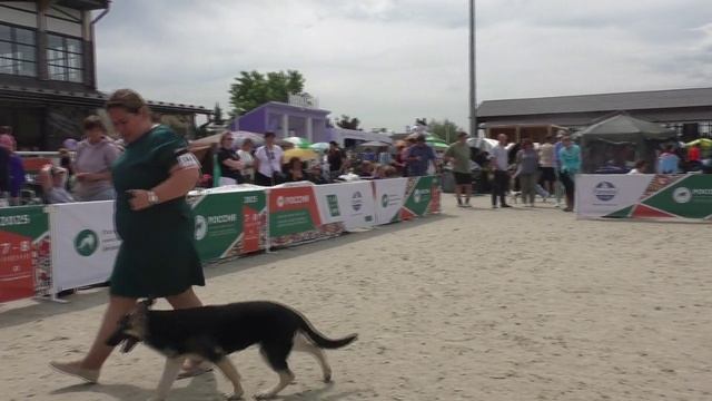 Класс беби. Бойкая Стая Волшебница