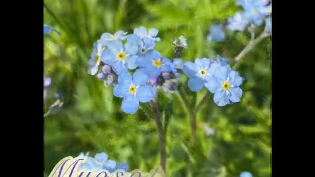 Амонова Юлиана незабудки