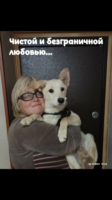 Видео о собаках