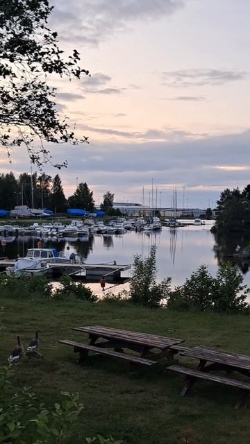 Гусята подросли