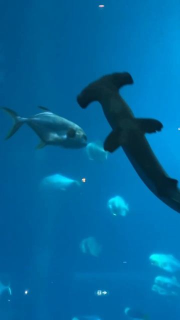 Aquarium on Sentosa Island in Singapore #singapore #sentosa #aquarium #travel #сингапур #сентоза