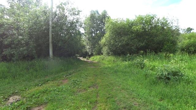 Прогулялись в лог 21 июня 2025