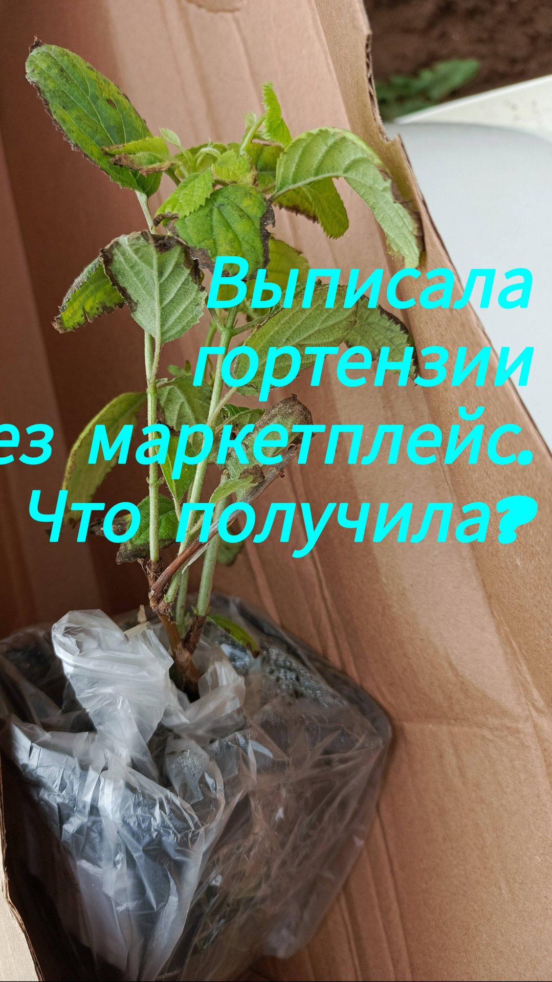 Выписала гортензии на Вайлдберриз. Показываю, что пришло!
