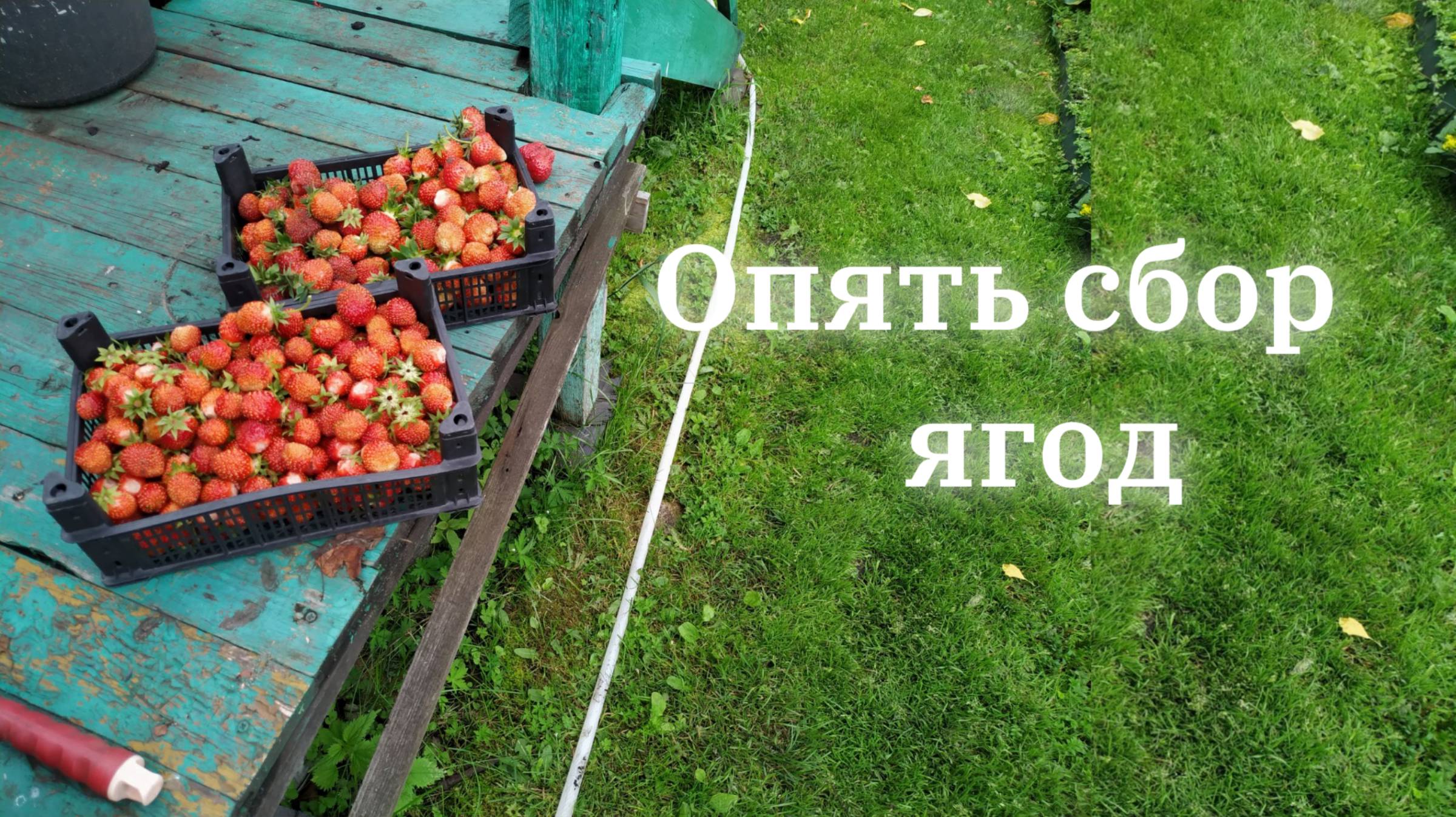 Сад. Снова сбор ягод. 22.06.2025