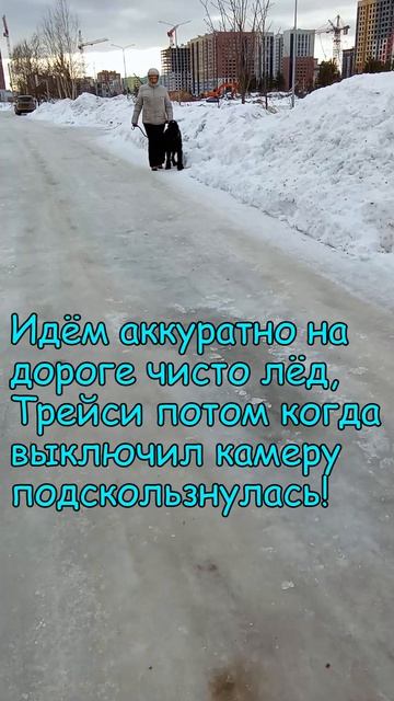 Амстафф Трейси встретила ризеншнауцера