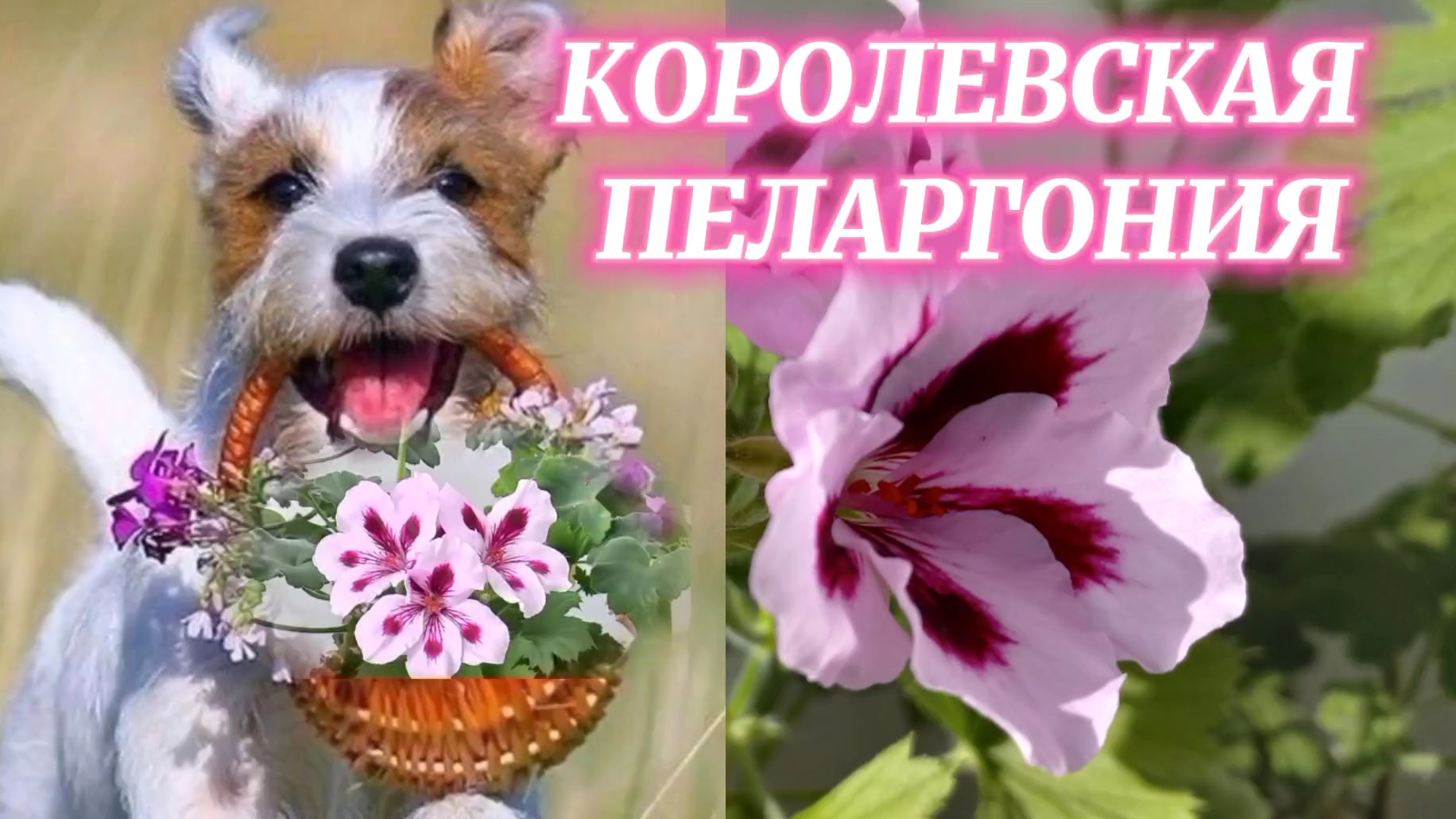 Королевская пеларгония. Спасла загнивший черенок. Вырос красивый цветок.