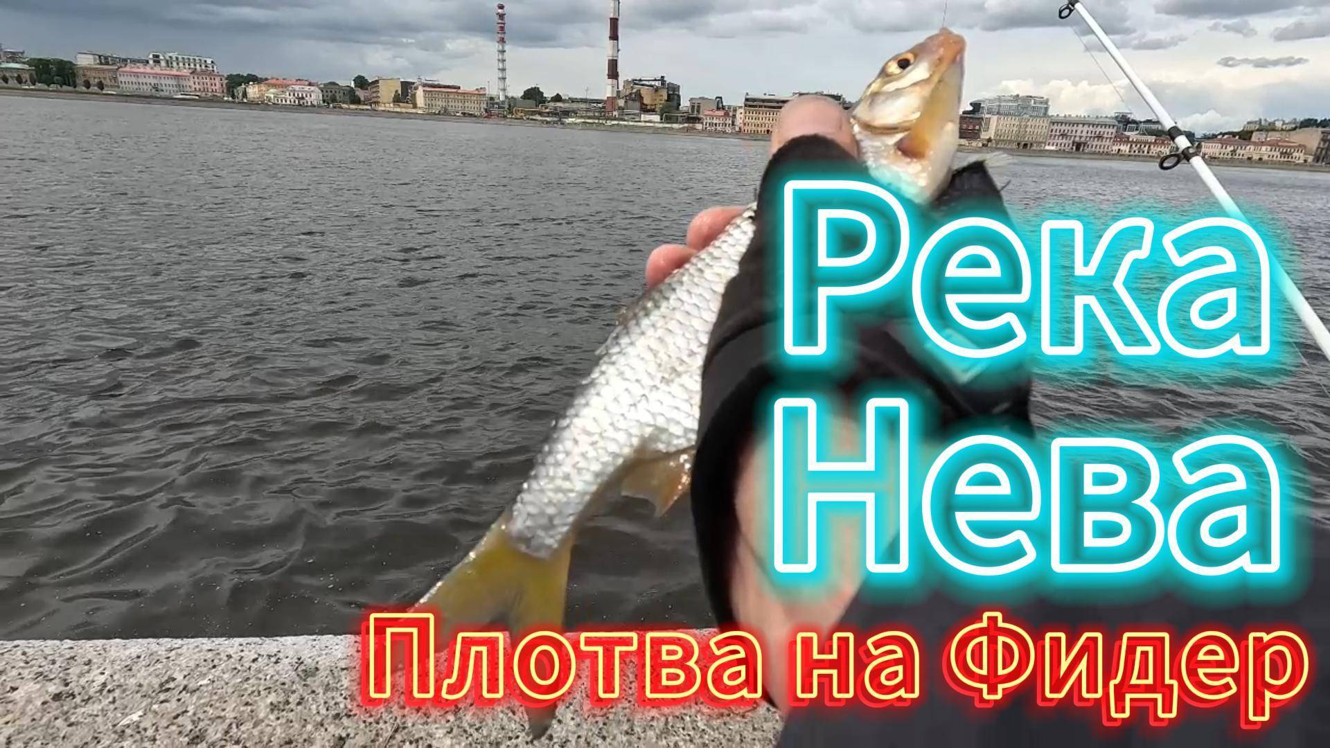 ЖИВУ РЫБАЛКОЙ УТРО ПЛОТВА ФИДЕР ИЮНЬ 2025 РЕКА НЕВА