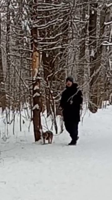 Выбрались с амстаффом Трейси в лес