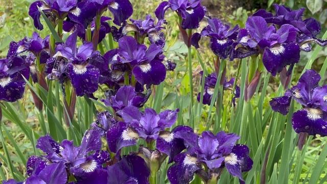 Сибирский бородатый ирис, 22.06.2025 г