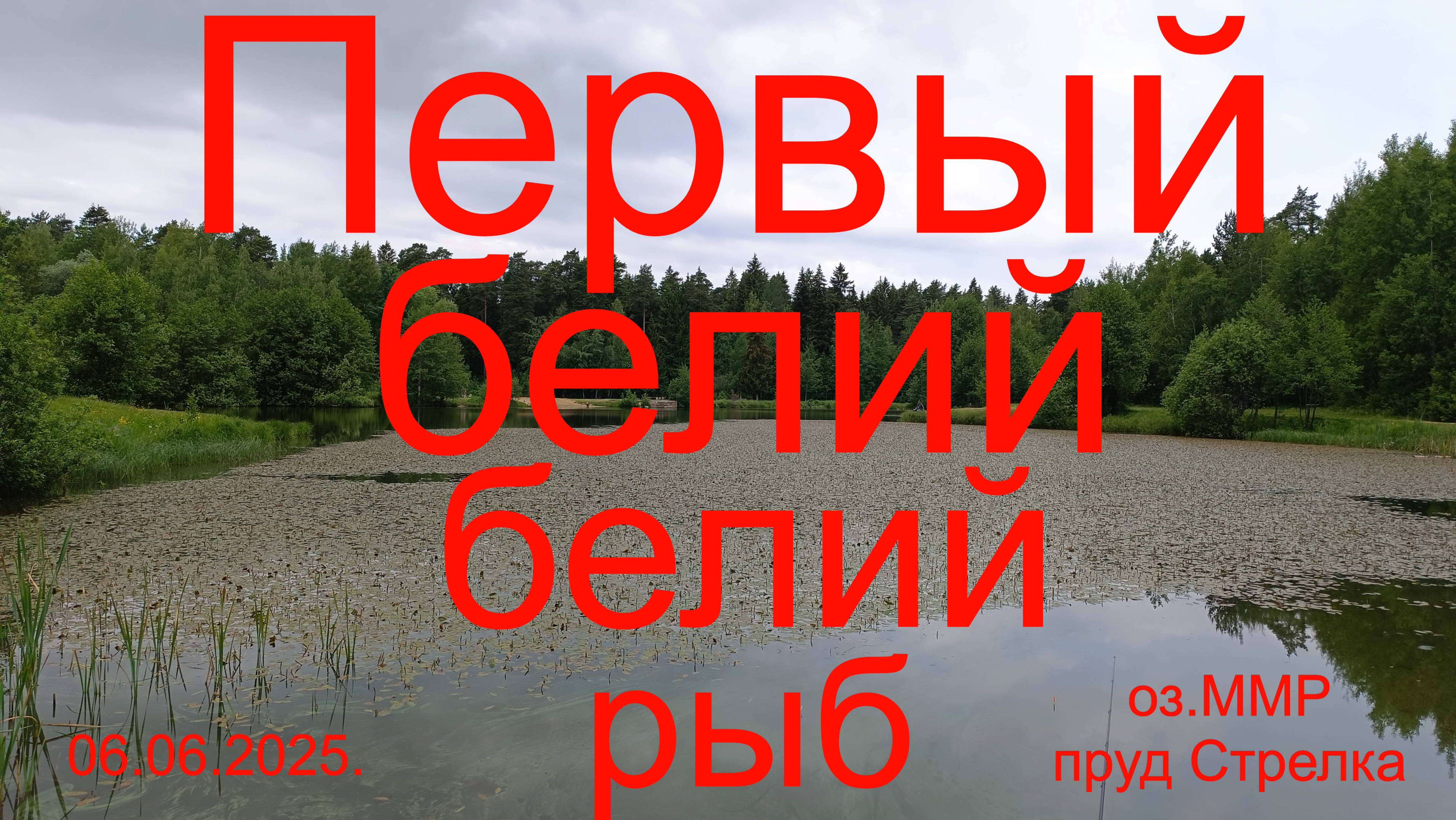 Первый белий белий рыб или дела амурные. 06.06.2025. озеро ММР и Пруд Стрелка.