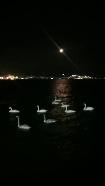 Лебеди. Чёрное море.