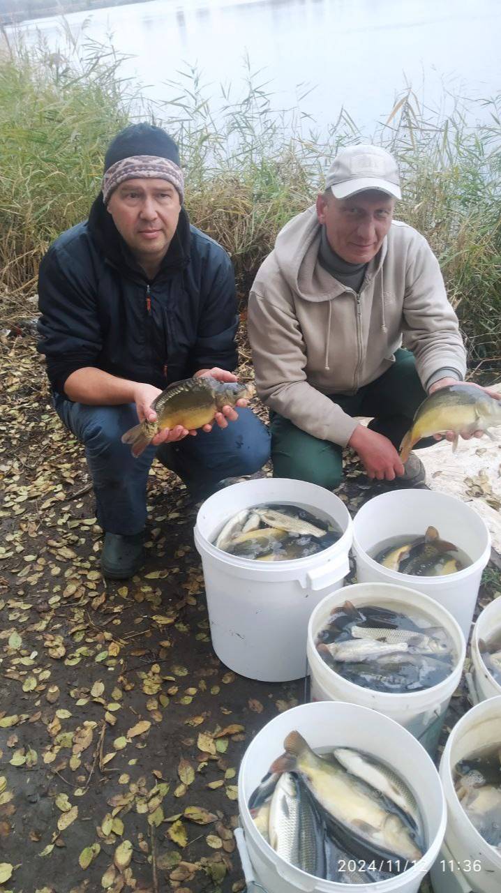 "Переселение душ" - карп зеркальный порода F1 (быстрорастущий) (12.11.24)