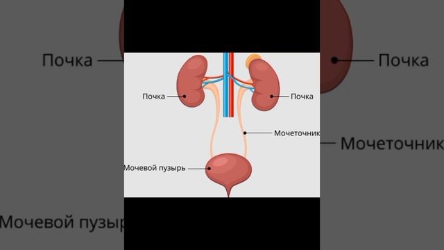 ♥️ Исцеление всех систем организма - сеанс Алмазного рейки