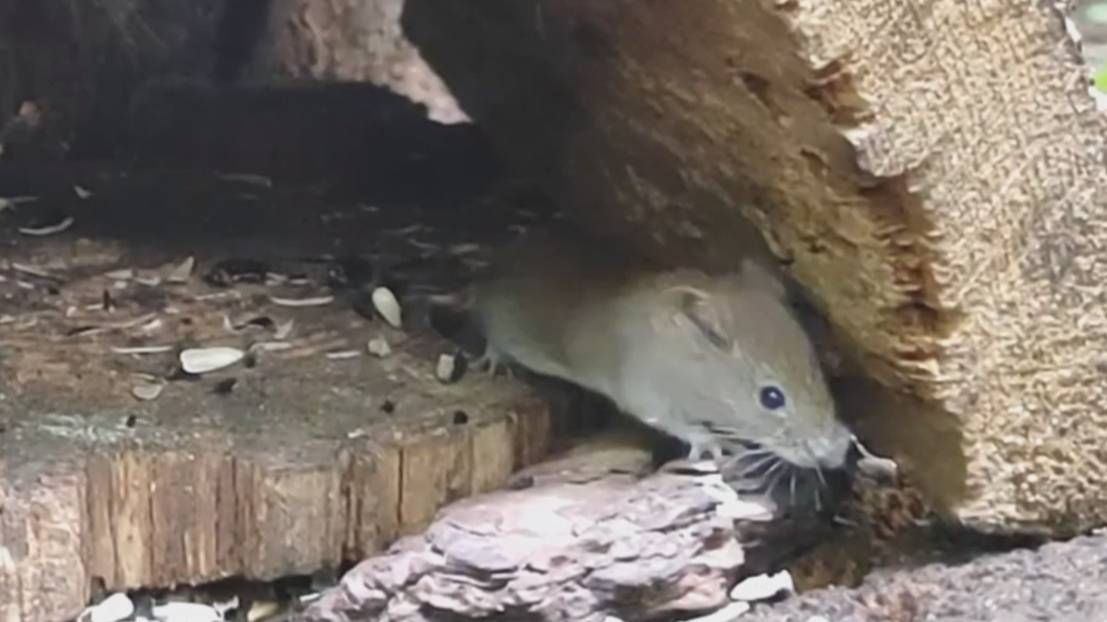 Про мышей и белок