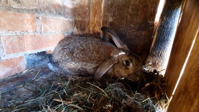 Домашние зайцы!
