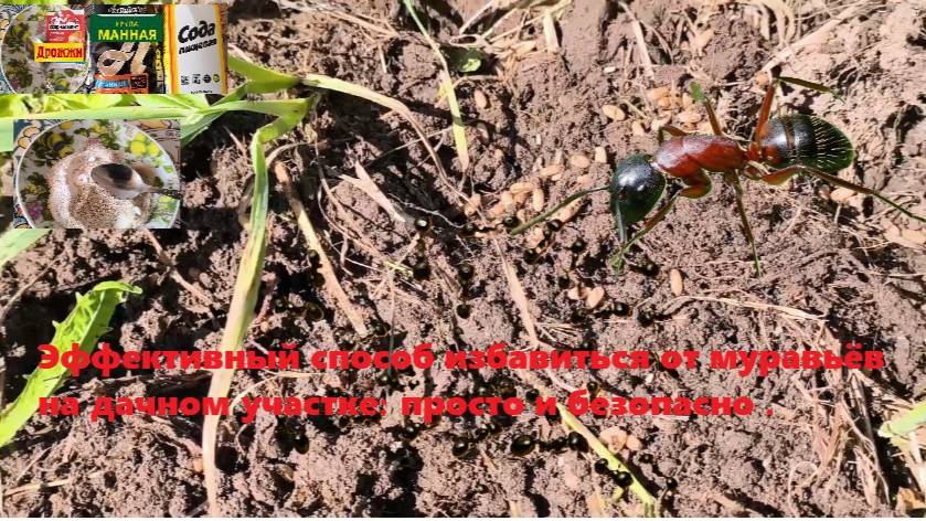 Борьба с муравьями на дачном участке с помощью народных средств 3в1, просто и безопасно #муравьи
