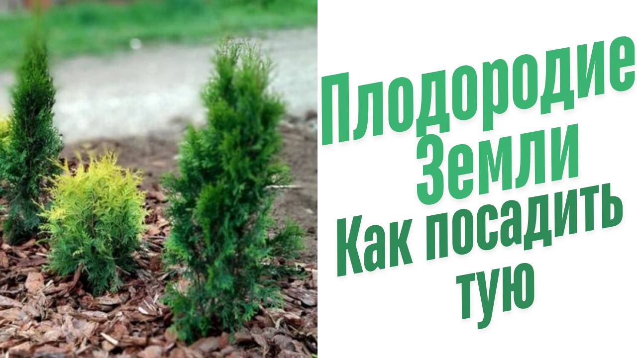 Как посадить тую.
