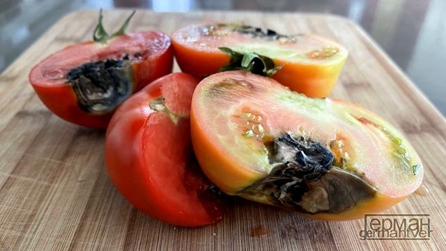 Помидоры у Егора (экономия и гнильё) - Kol-O-Bok