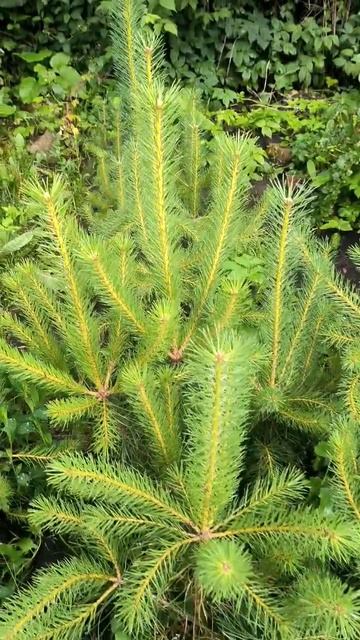 Кедры подросли