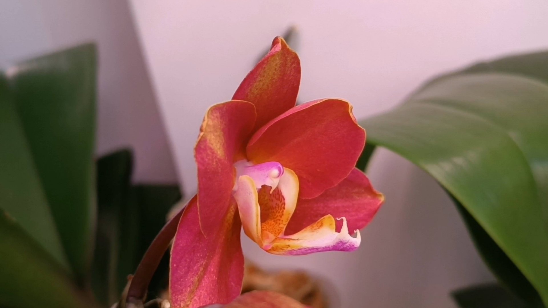 Красота расцветает 💓💖💕 22.06.2025г.