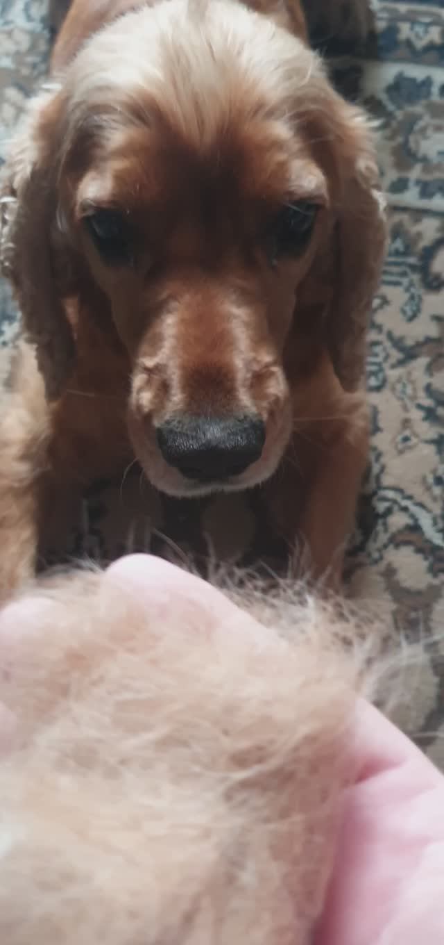 Стригу английского спаниеля , убираю мех Арчи